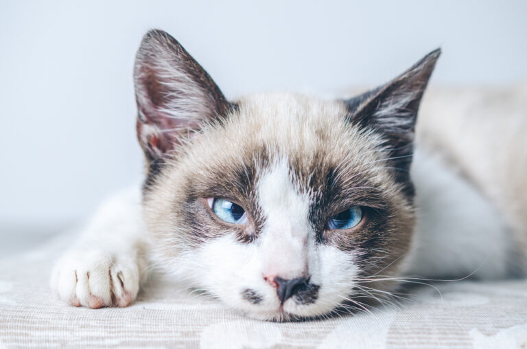 Why Does My Cat Keep Throwing Up After Eating? When to Worry