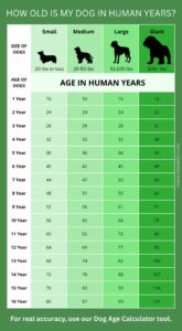 Dog Years to Human Years Explained (Accurate Age Chart & FAQs)